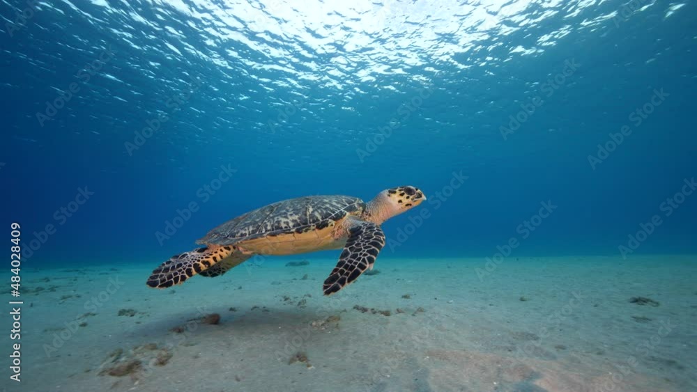 Seascape with Hawksbill Sea Turtle in the coral reef of Caribbean Sea ...