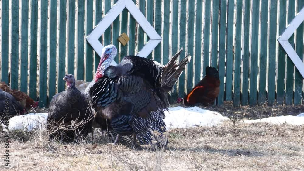 Mating games of a turkey. The male tramples and looks after females ...