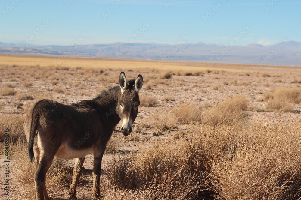 burro selvagem Stock Photo | Adobe Stock