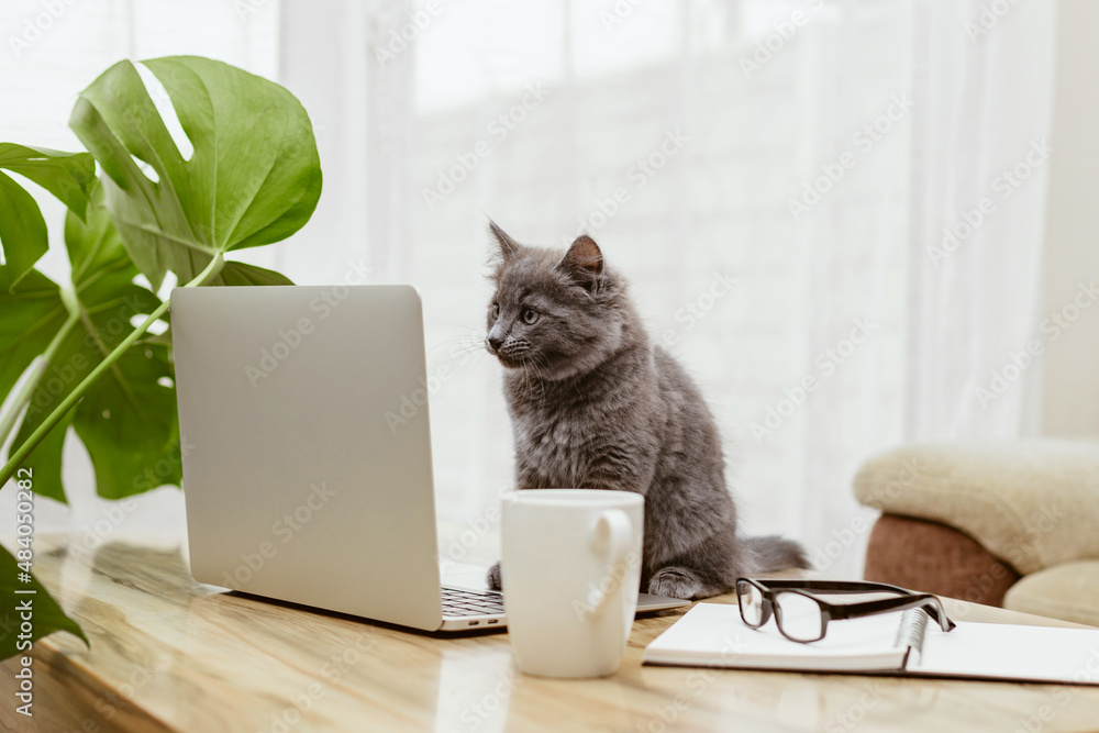 A cat, a kitten sits in front of a laptop and looks at the screen ...