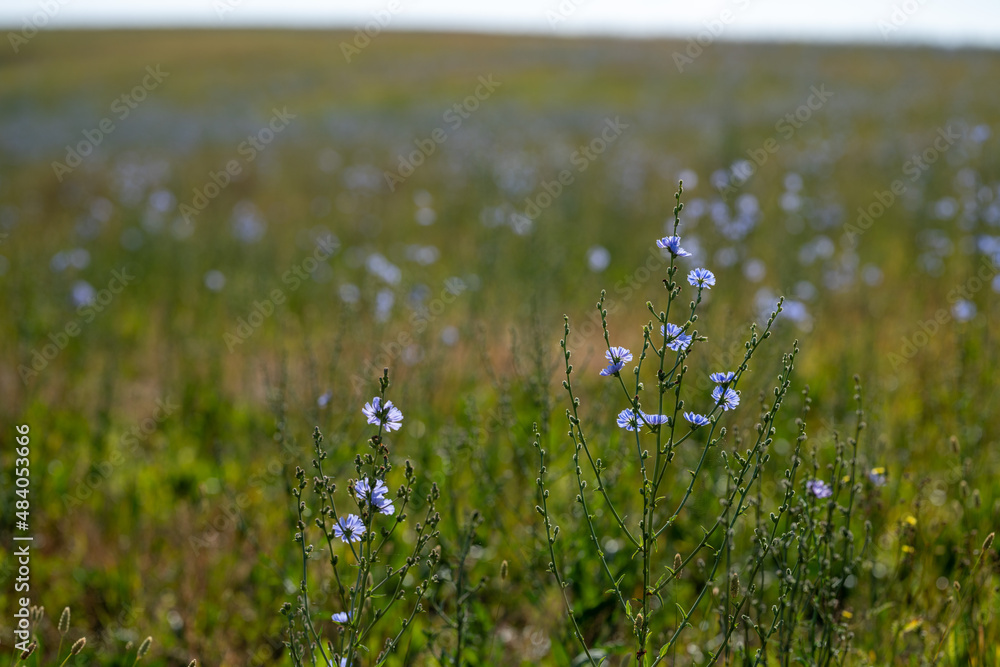 alfalfa Purple and blue flowers in a paddock field in Australia. Stock ...