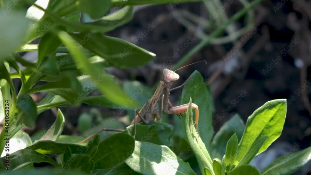 Insect praying mantis sitting on a plant leaf. Praying mantis in summer ...