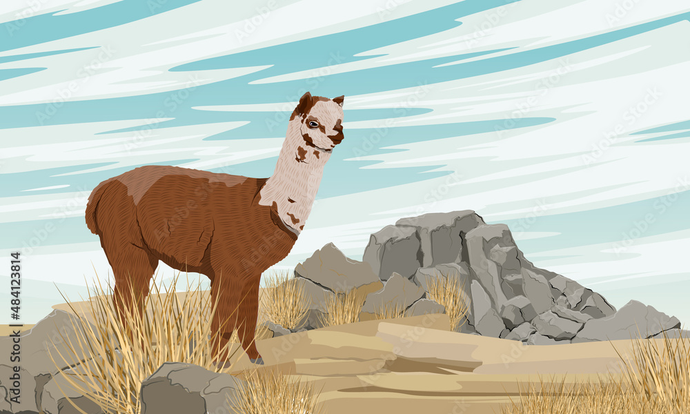 Poster Brown alpaca with wool spots standing in a rocky steppe with dry ...