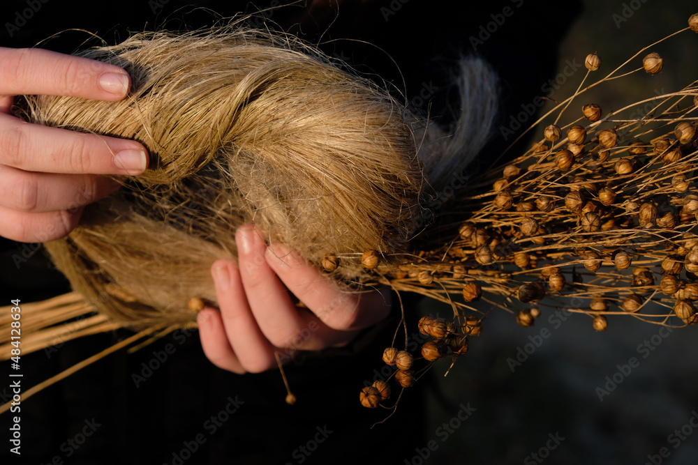 Fiber of natural uncolored flax. Dry flax with seed pods. Children's ...