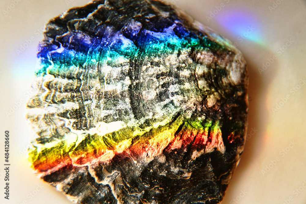 Oyster shell. The objects were shot in the colors of the rainbow ...