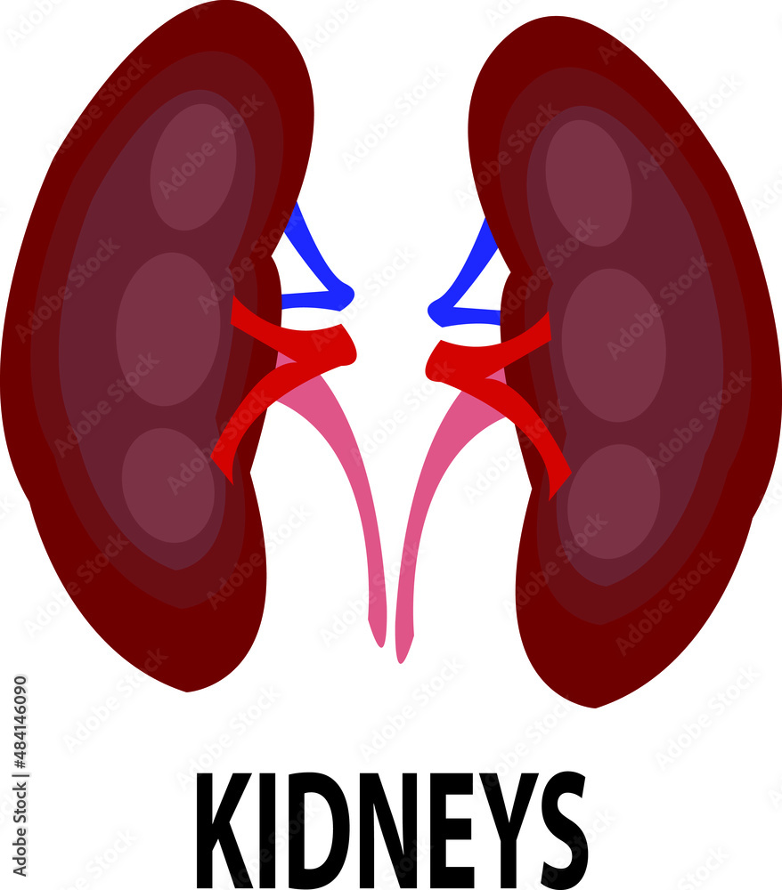 animated vectors of human kidneys, vectors of organs, vectors of health ...