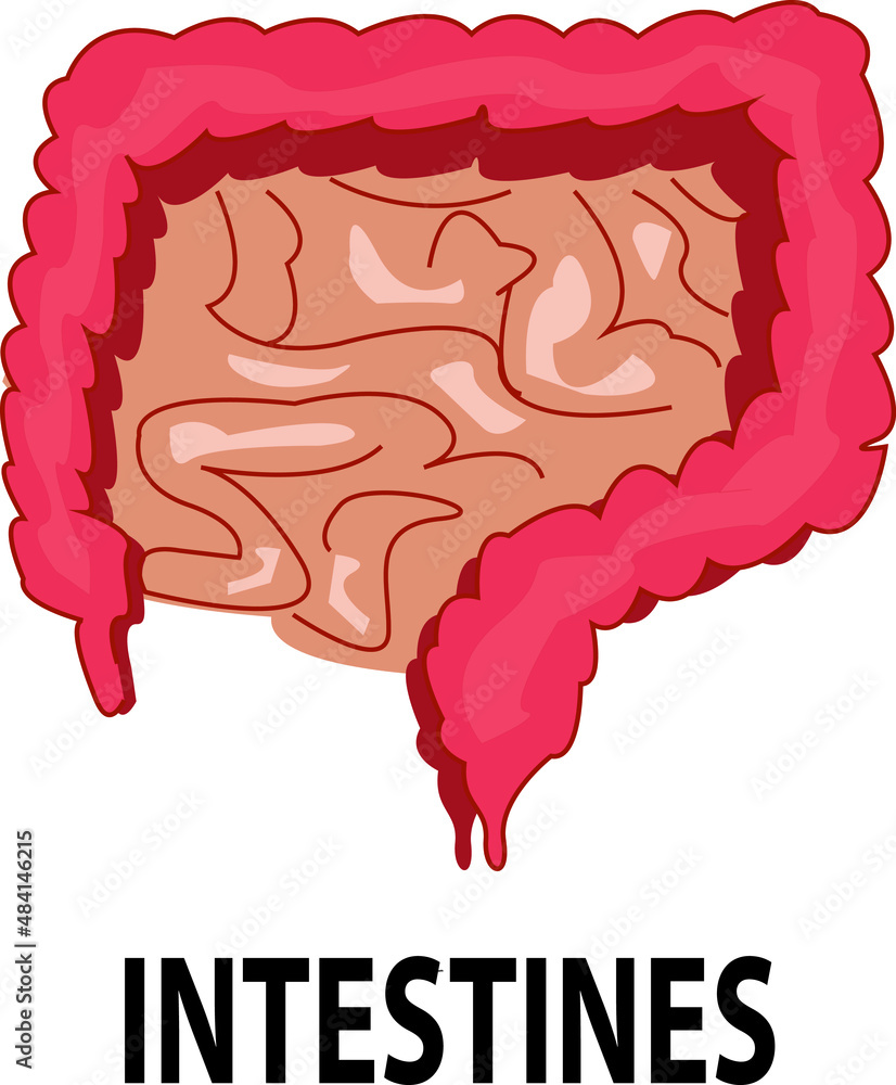 animated vectors of intestines, vectors of organs, vectors of health ...