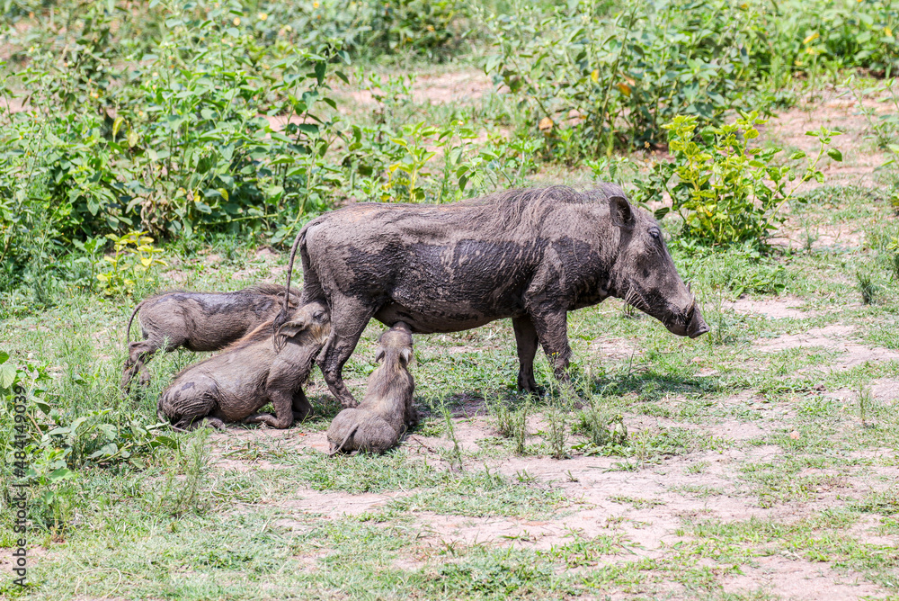 Three Warthog hoglets suckling from their mother as she feeds in the ...