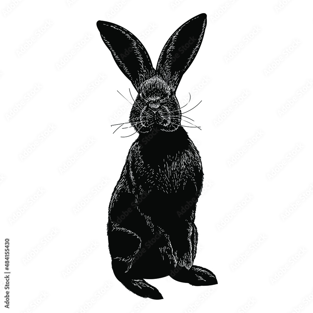 rabbit hand drawing vector illustration isolated on white background ...