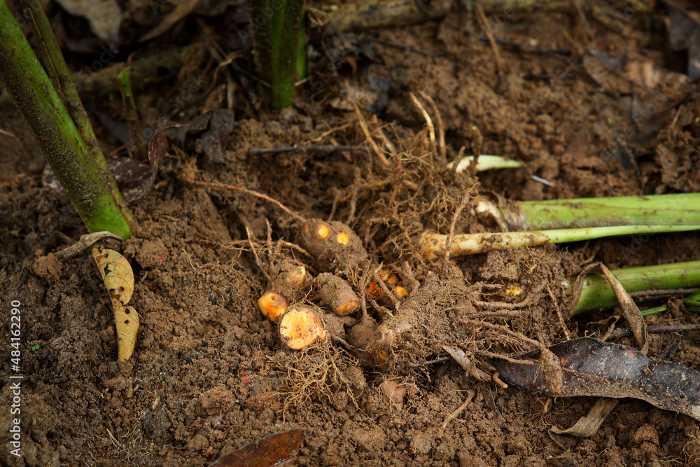 Farmer harvesting fresh organic turmeric roots uprooting herb working ...