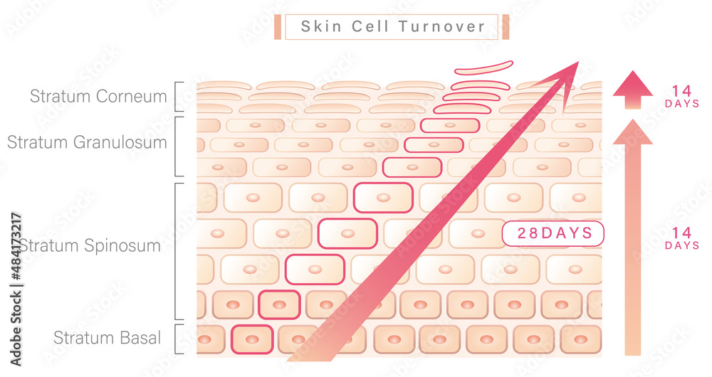 skin cell turnover illustration Stock Vector | Adobe Stock