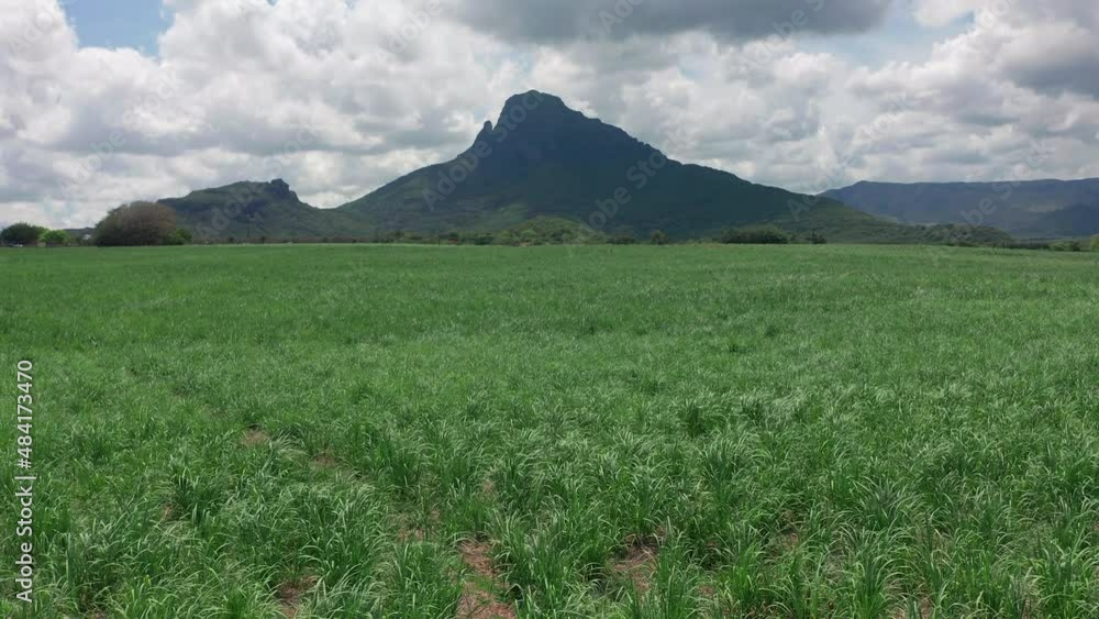 Sugar cane harvest plantation. Aerial top view of agriculture fields ...
