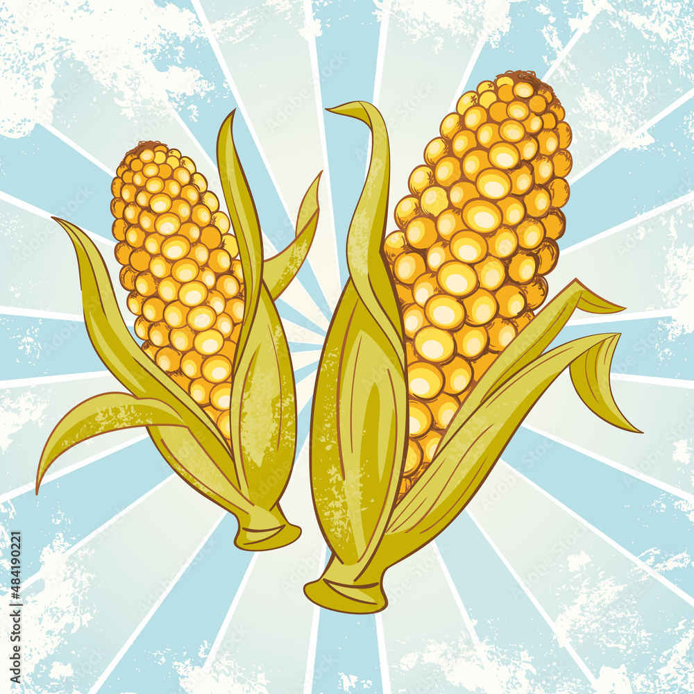 Corn Crops Drawing