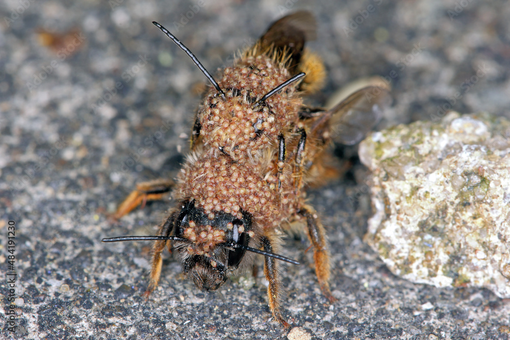 Osmia bicornis (Osmia rufa) is a species of mason bee, and is known as ...
