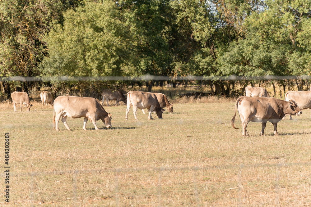 Cows of the native Spanish breed, Parda de Montaña, Bos taurus, grazing ...