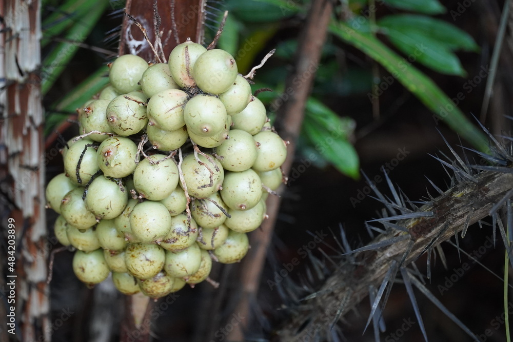 Unripe Tucumã fruits (astrocaryum aculeatum) growing on a spiny palm ...