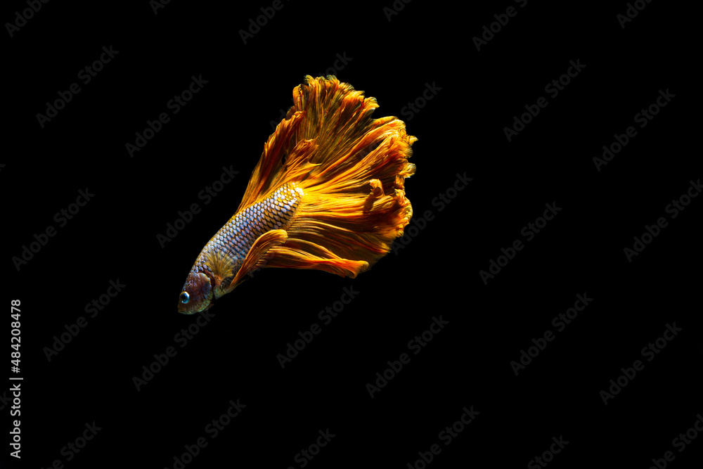 Multi color Siamese fighting fish(Rosetail)(half moon),fighting fish ...