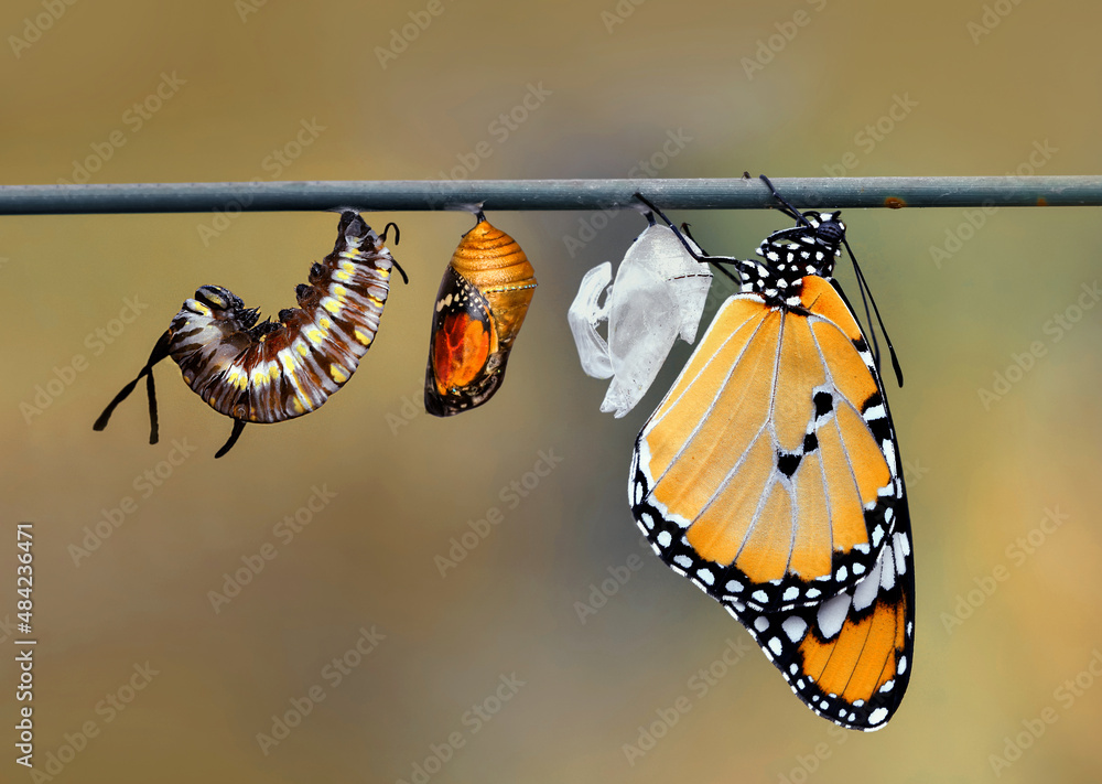 Amazing moment ,Monarch Butterfly , caterpillar, pupa and emerging with ...