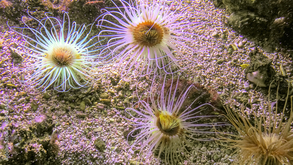 cylinder anemones or coloured tube anemone in coral reef seabed ...
