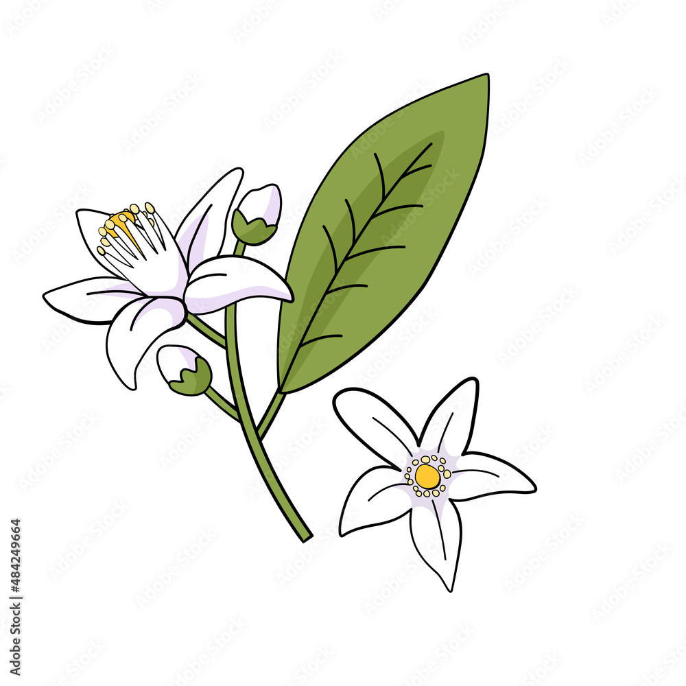 Orange Tree Flower Drawing
