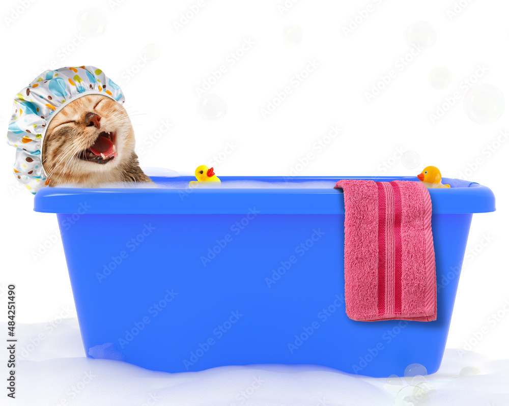 Funny cat is taking a bath in a colorful bathtub with toy duck. Happy ...
