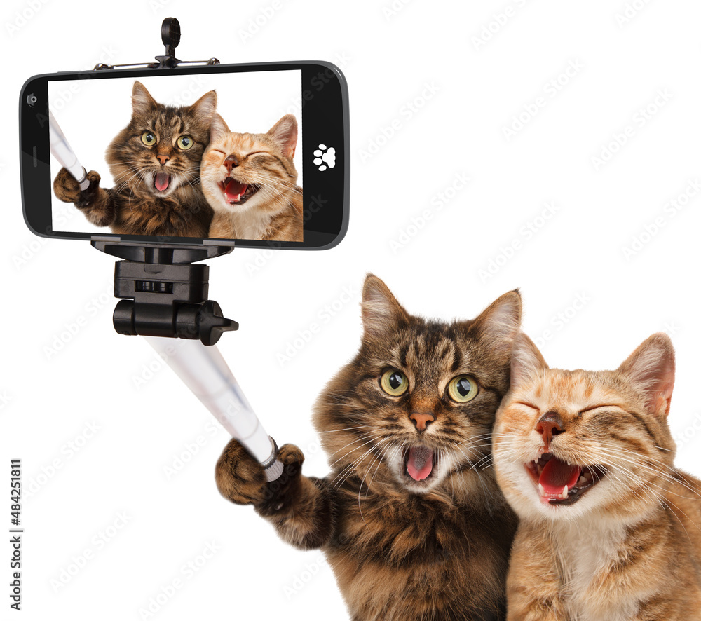Funny cats - Self picture. Couple of cat taking a selfie together using ...