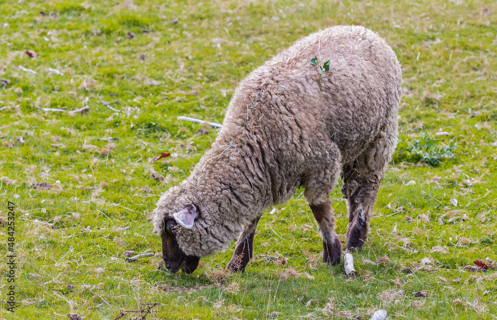 Cheep in farm with grass backgrounds. Cheep in grassfield. Stock Photo ...