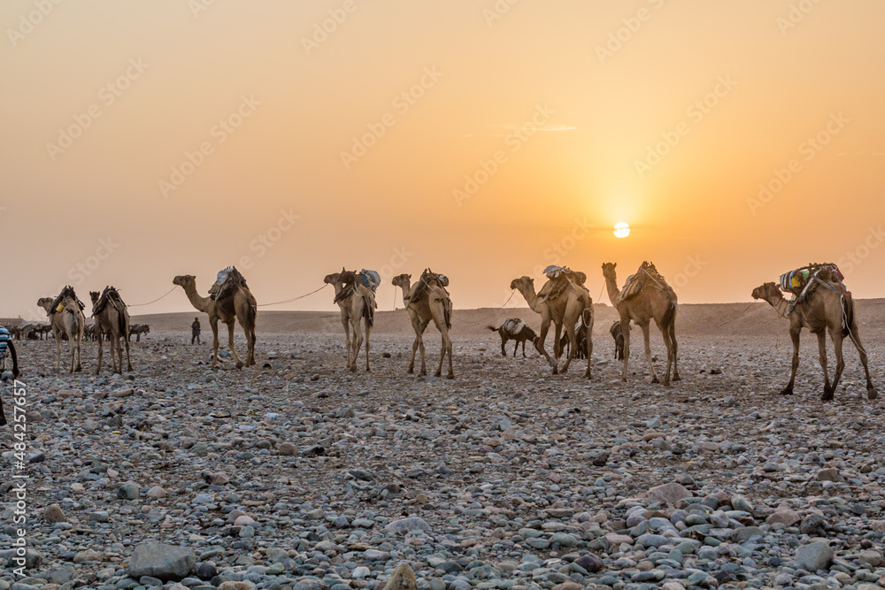 Early morning view of a camel caravan in Hamed Ela, Afar tribe ...