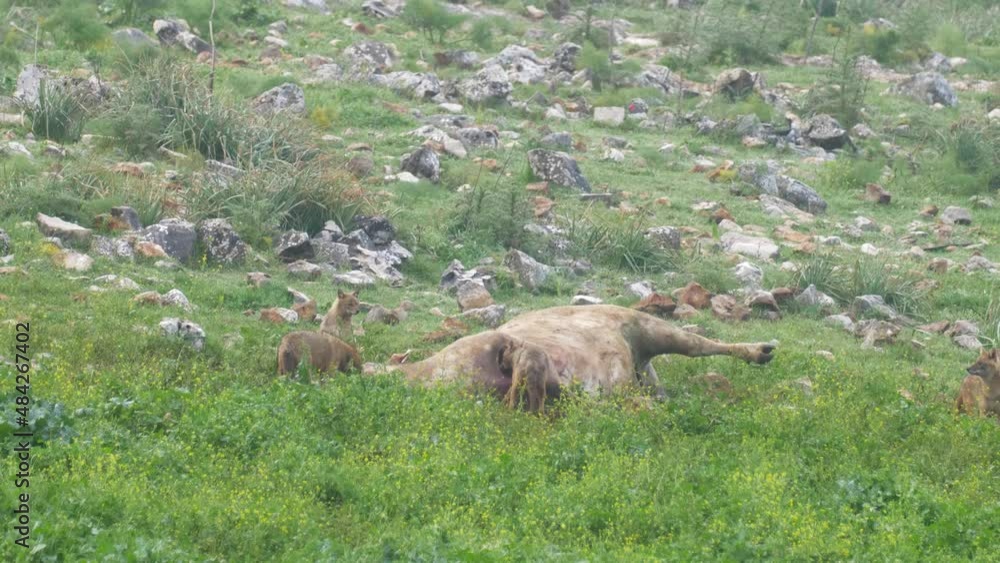 Golden Jackals feeding on cattle carcass, Galilee, Israel Footage from ...