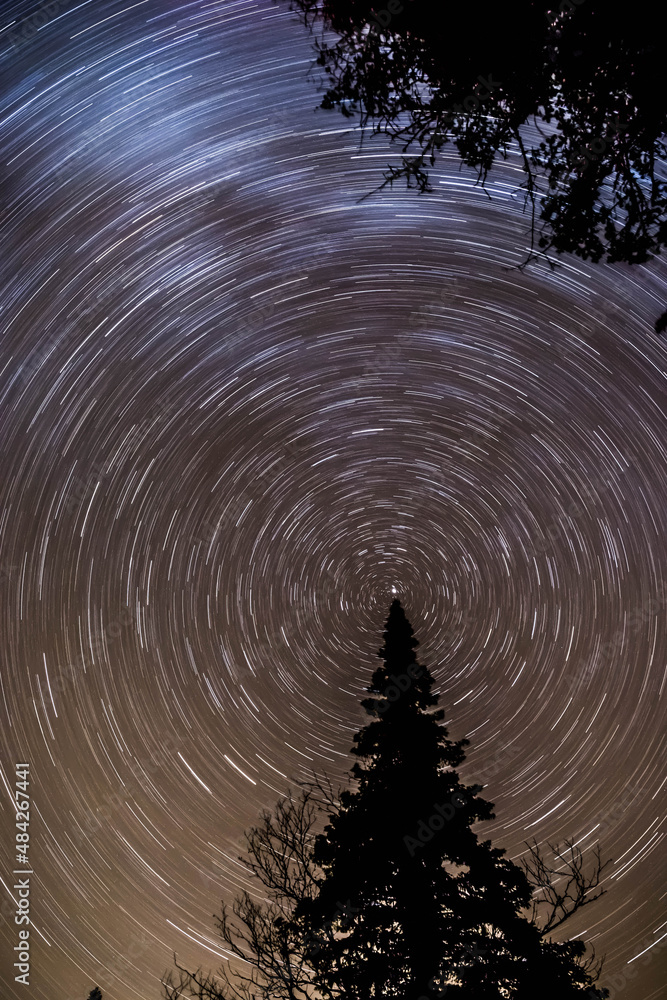Pine Tree With Star Trails Stock Photo | Adobe Stock