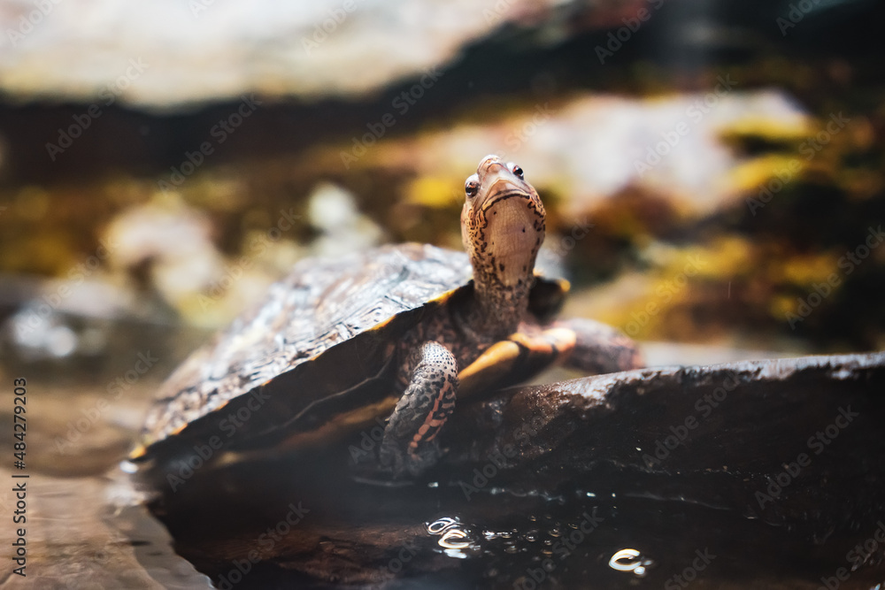 The magnificent forest turtle Rhinoclemmys pulcherrima is a species of ...