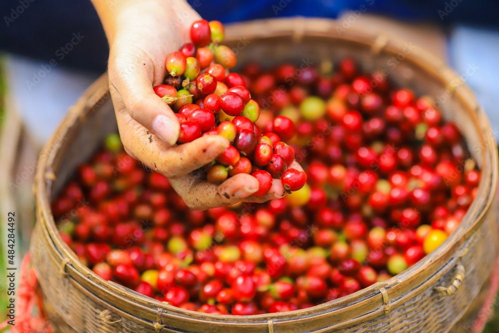 Plantation red coffee bean farmer hands ripe harvest in Garden farm ...
