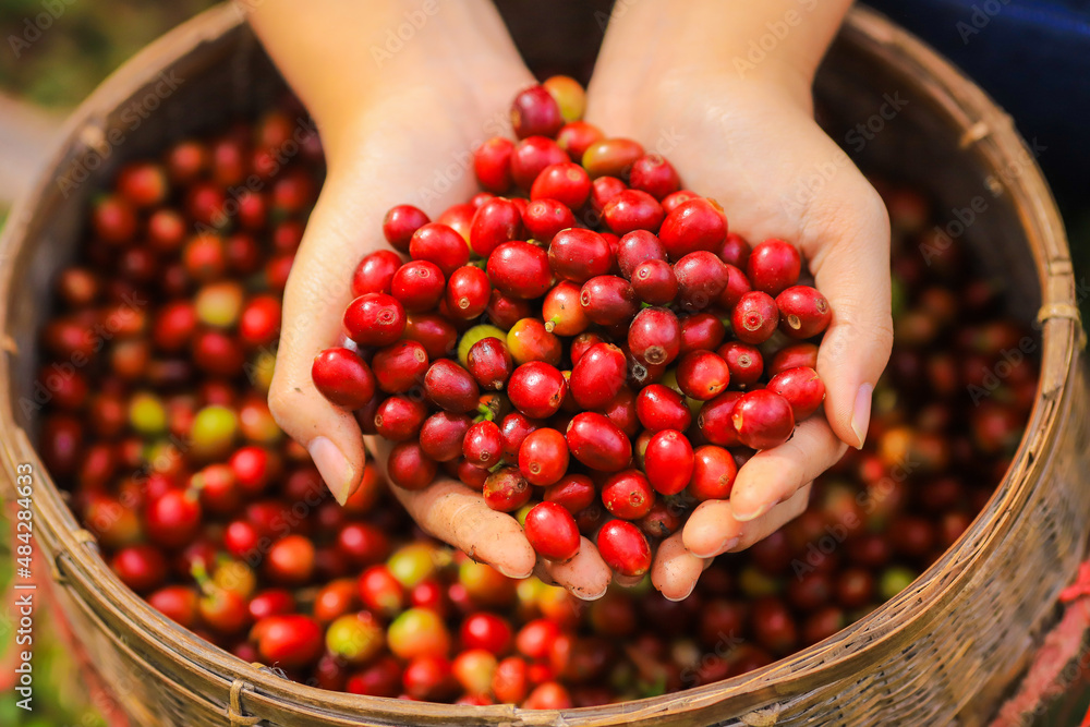 Plantation red coffee bean farmer hands ripe harvest in Garden farm ...