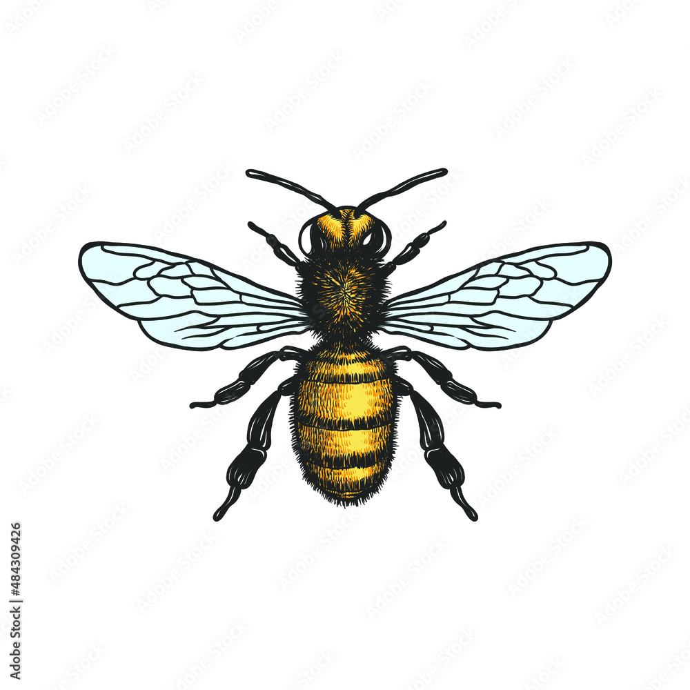 Honey Bee vector illustration. Vector drawing, handrawn, vintage, line ...