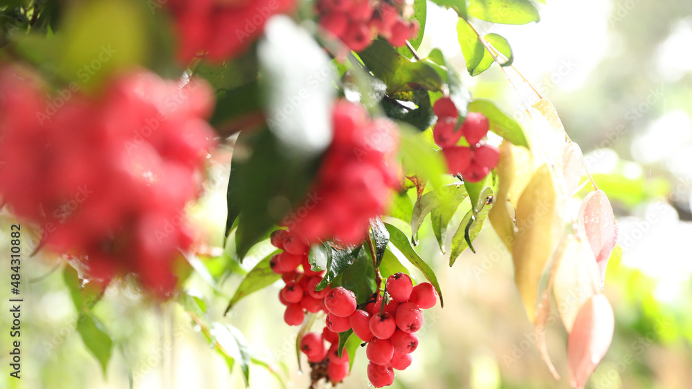 Poster A close up of a backlit Australian native Lilly Pilly tree ...
