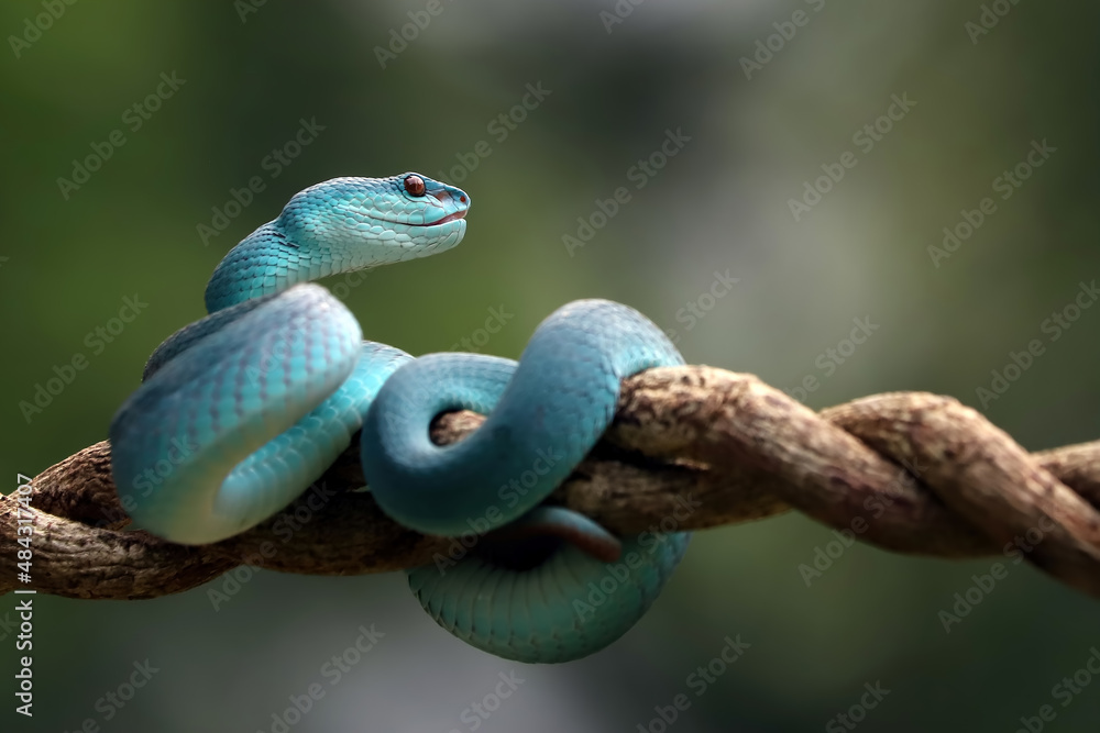 White-lipped Pit Viper or Blue Insularis (Trimeresurus insularis) is ...