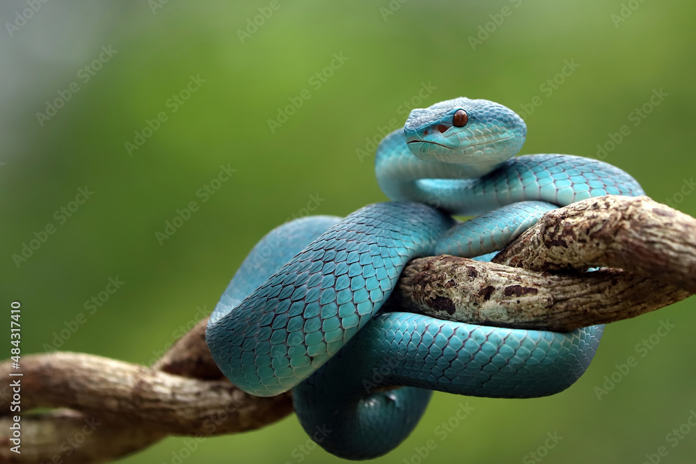White-lipped Pit Viper or Blue Insularis (Trimeresurus insularis) is ...