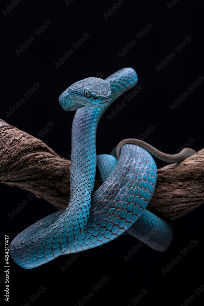 White-lipped Pit Viper or Blue Insularis (Trimeresurus insularis) is ...