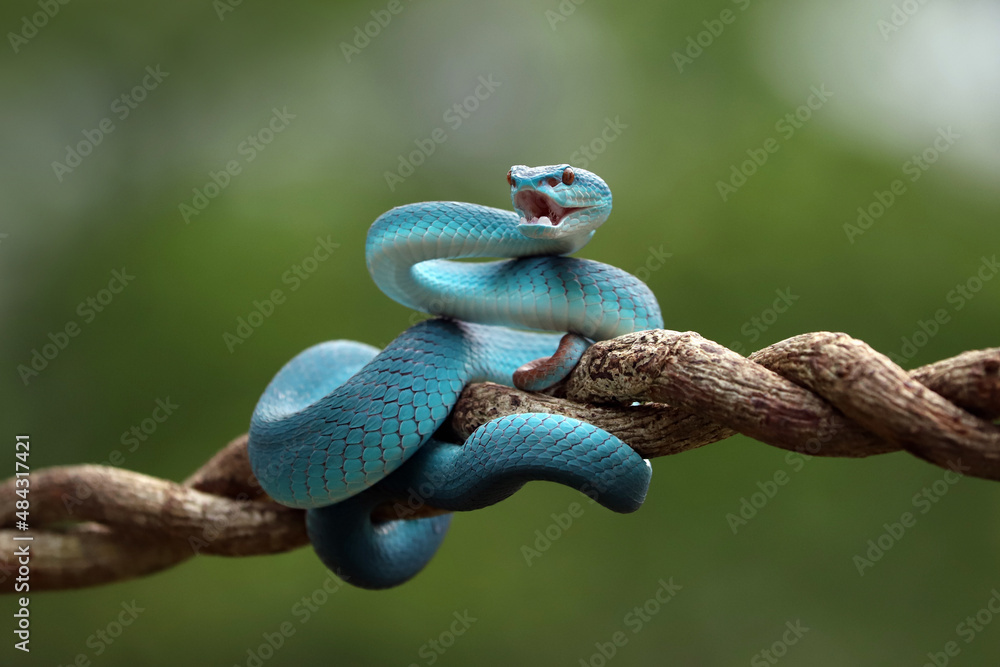 White-lipped Pit Viper or Blue Insularis (Trimeresurus insularis) is ...
