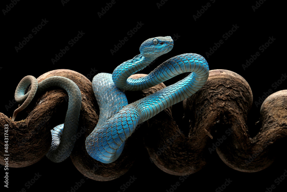 White-lipped Pit Viper or Blue Insularis (Trimeresurus insularis) is ...
