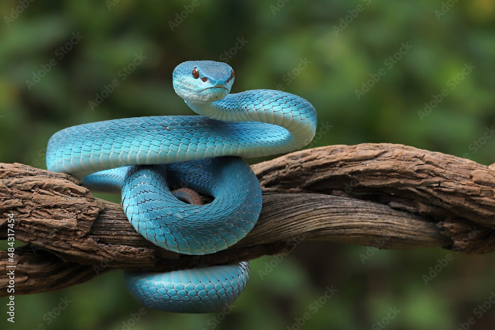 White-lipped Pit Viper or Blue Insularis (Trimeresurus insularis) is ...