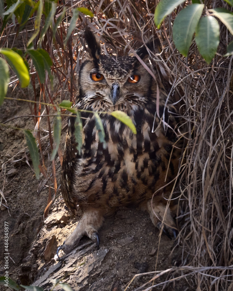 Eurasian Eagle-Owl on its prowl for a prey during its migratory journey ...