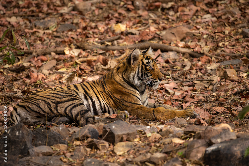Tiger in the nature habitat. Tiger male walking head on composition ...