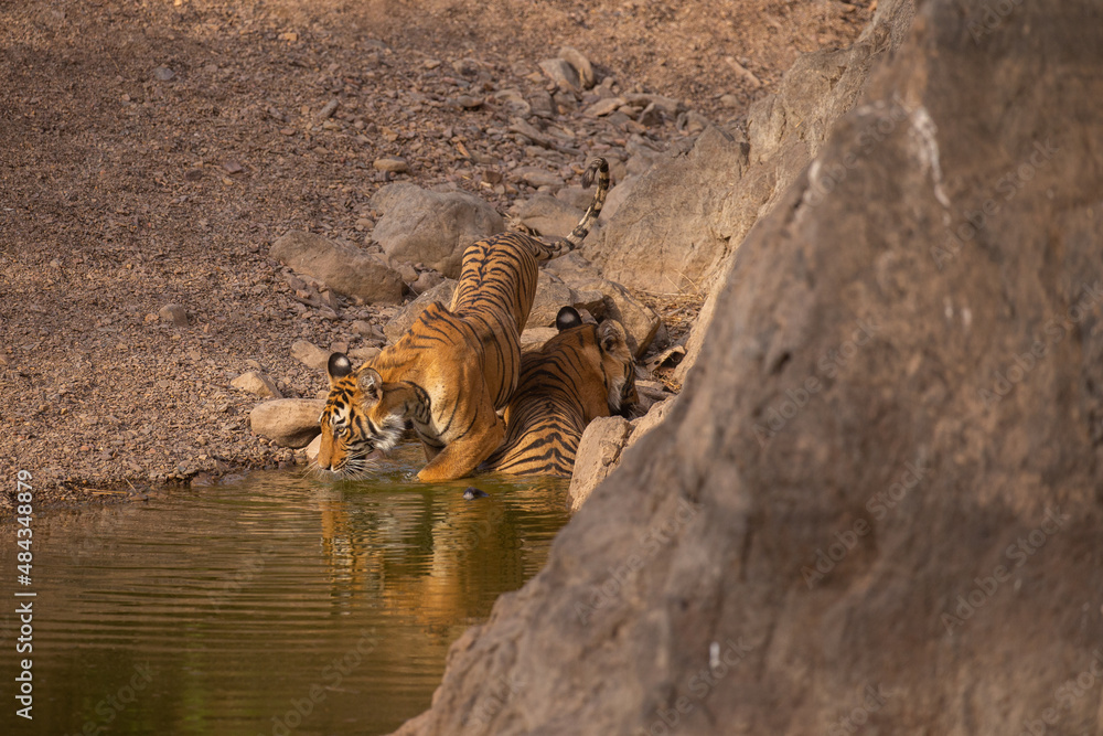 Tiger in the nature habitat. Tiger male walking head on composition ...