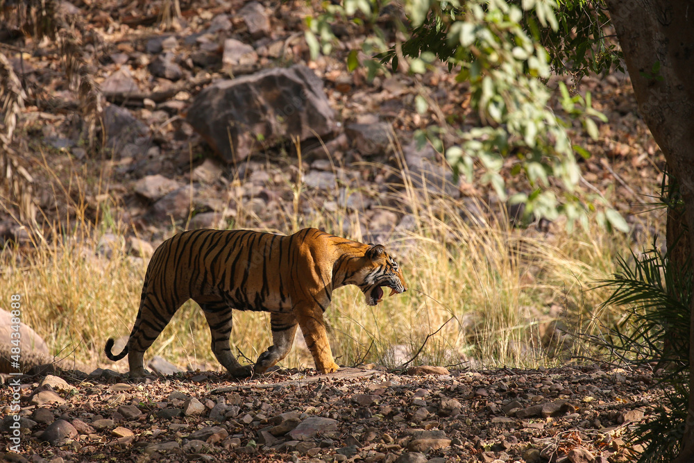 Tiger in the nature habitat. Tiger male walking head on composition ...