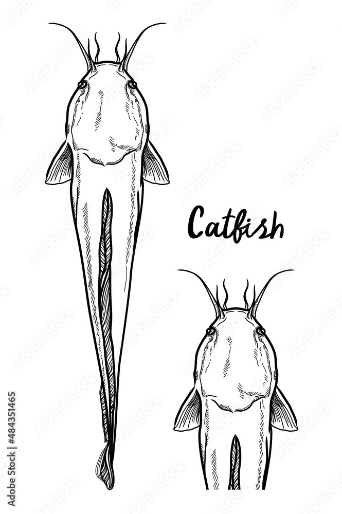 vector black catfish stripes style on white background Stock Vector ...