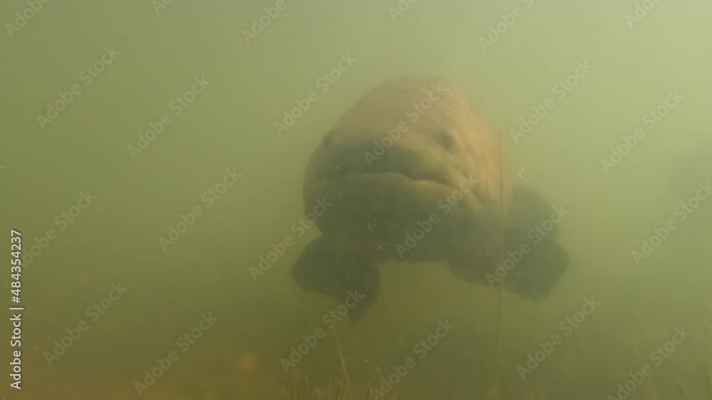 Wolf fish or traíra, freshwater predator under shallow and turbid water ...