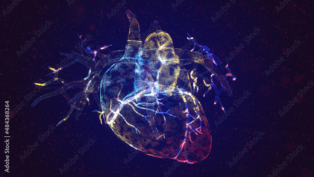 Human Heart Anatomy. Human circulatory system. Heart beat concept ...