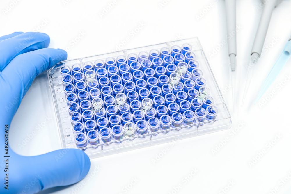 Scientist is testing ELISA immunoassay by 96 well micro plate and ...