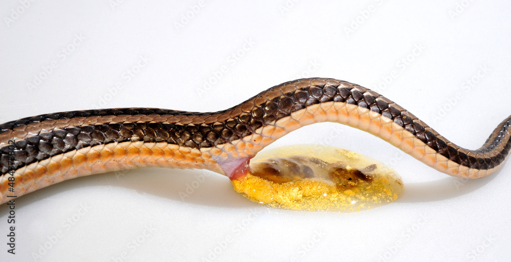 Feces of a snake // Exkretion einer Schlange (Kladirostratus acutus ...